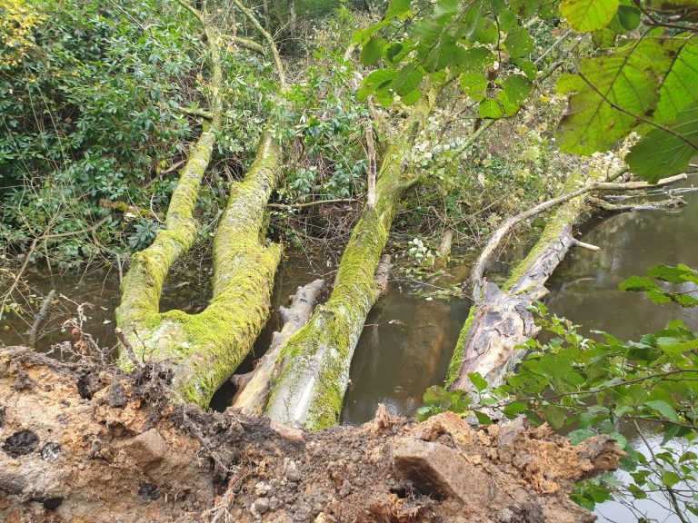 Sycamore toppled by the storm. The rains and winds have brought our ...